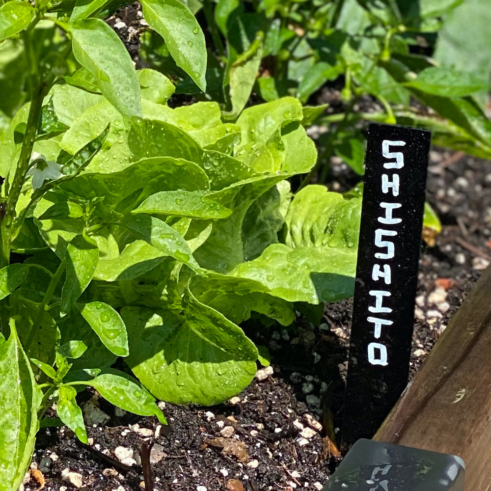 6 Handwritten Acrylic Plant Signs – Revival Roots Nursery